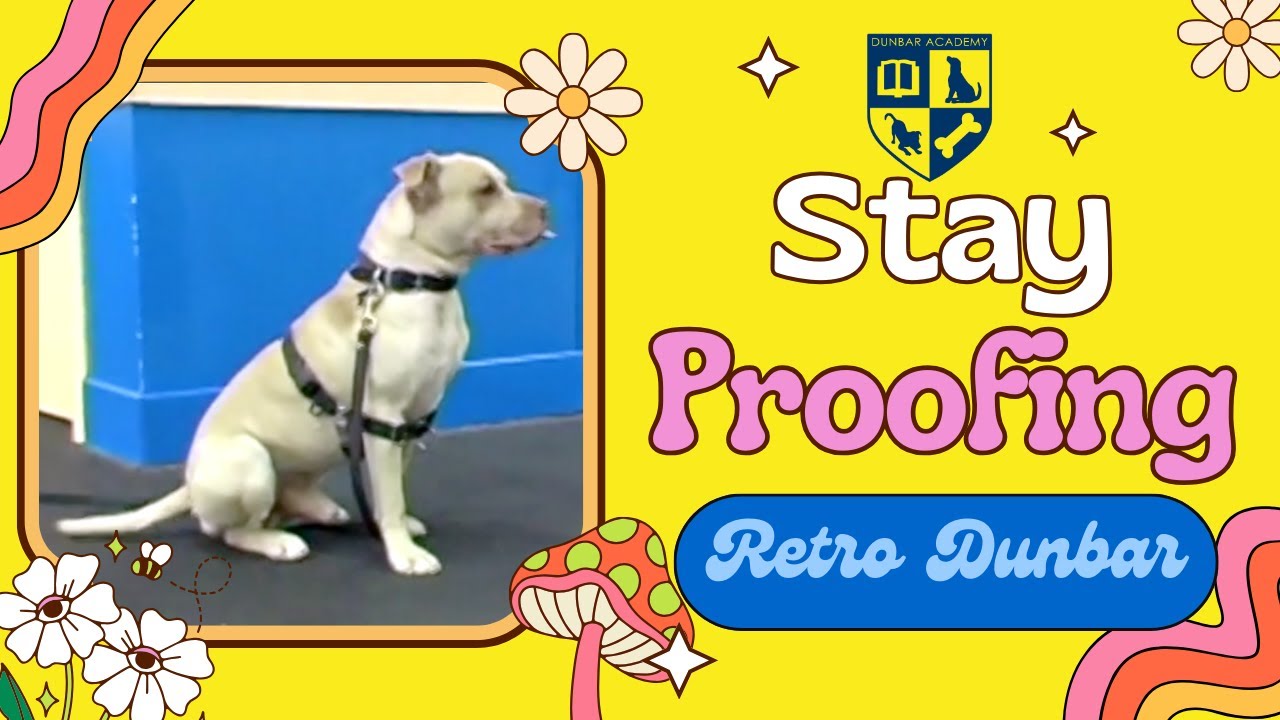 Adult Dog Training - Stay Proofing - Retro Dunbar S1E12 - YouTube