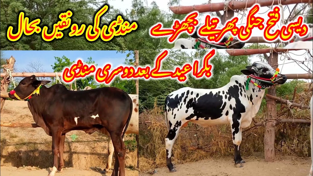 beautiful dhani dasi Miy breed cow calf rates in Talagang Mandi new ...