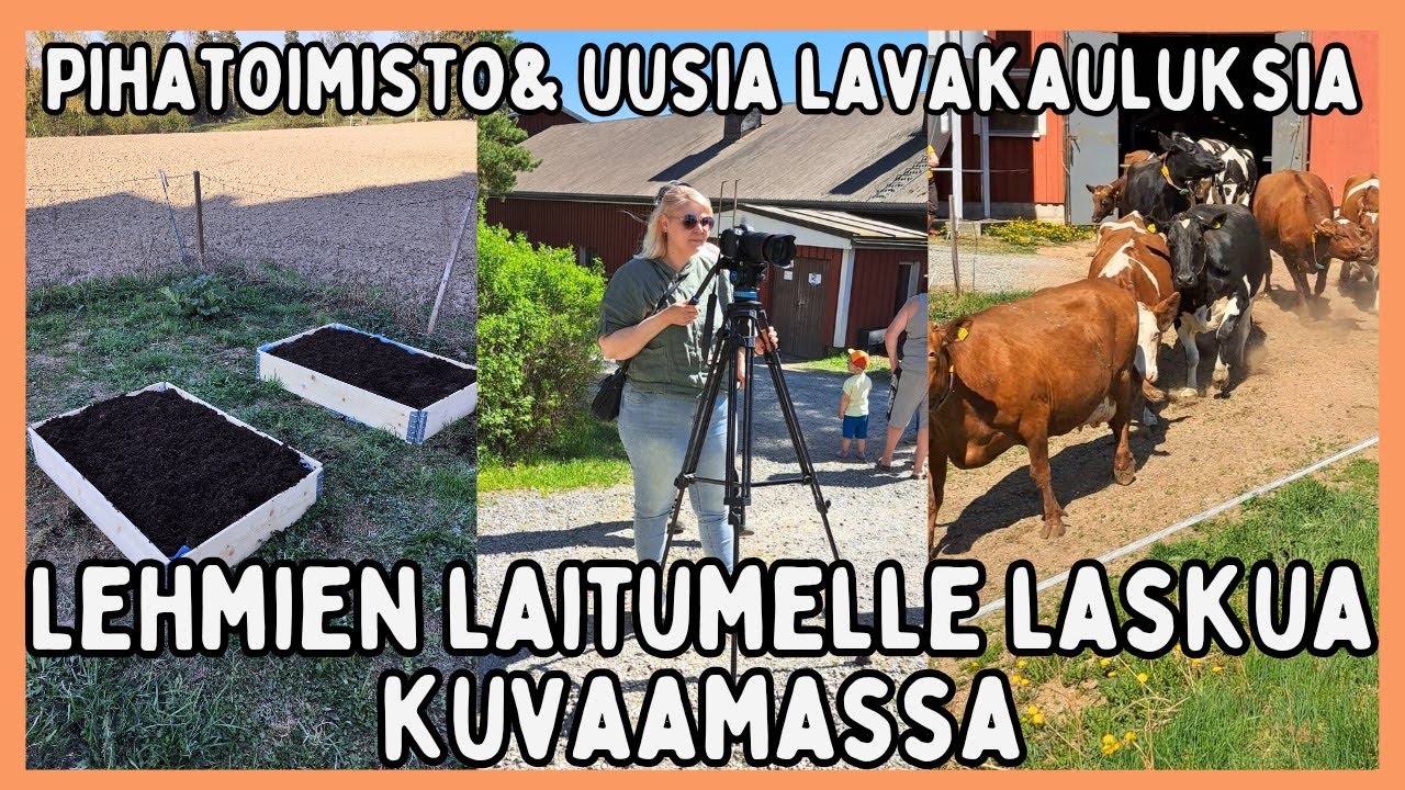 Nyt nautitaan auringonsta / Lehmien laitumelle lasku -tapahtuma ...