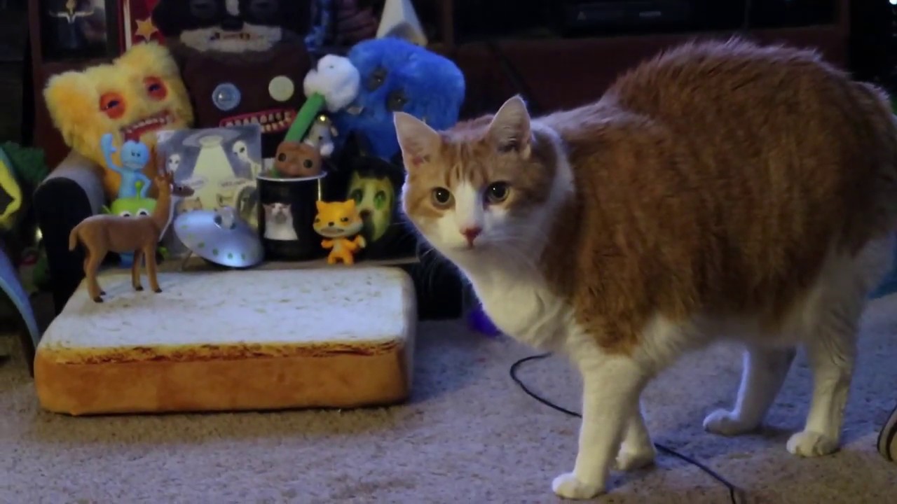 Butters is a good helper - YouTube