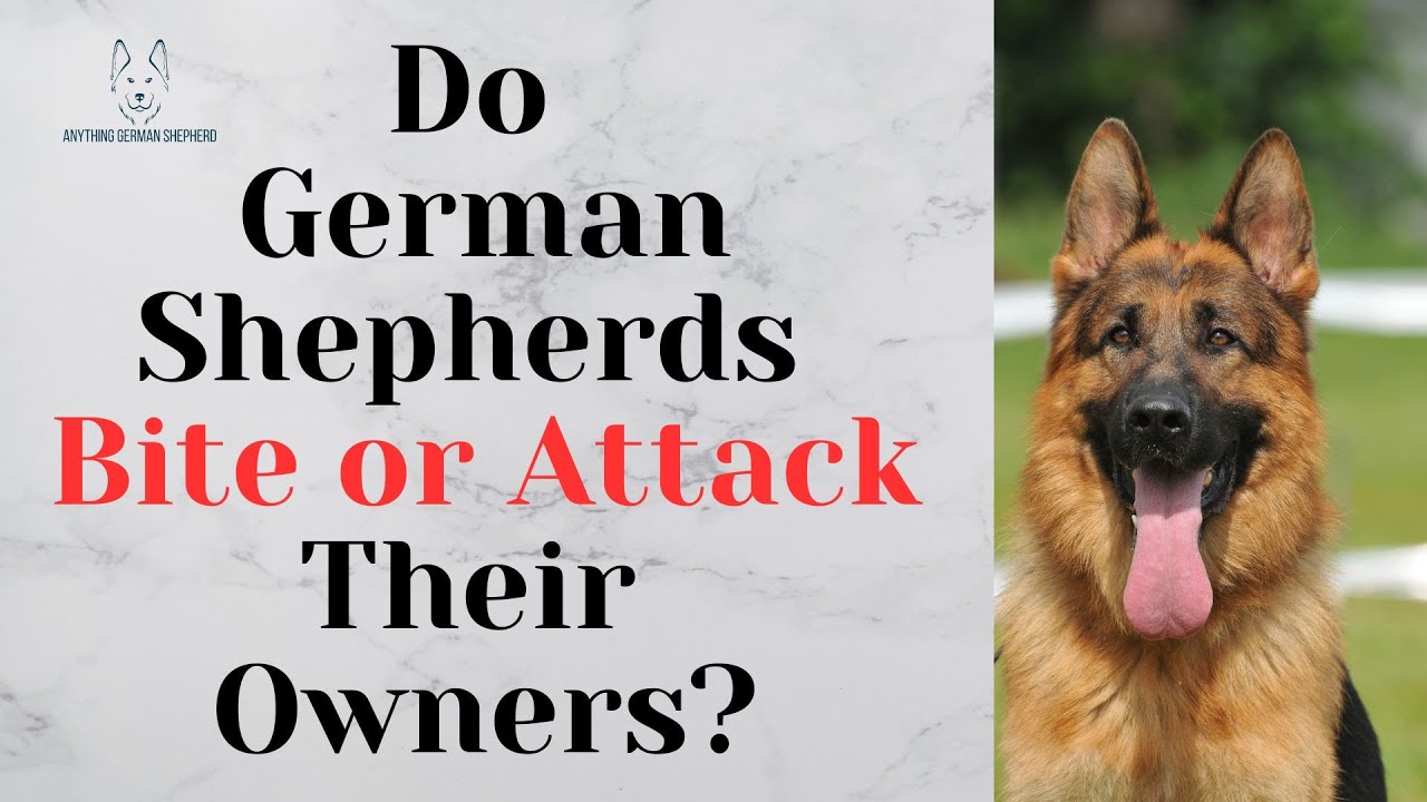 Do German Shepherds Bite or Attack Their Owners? - YouTube