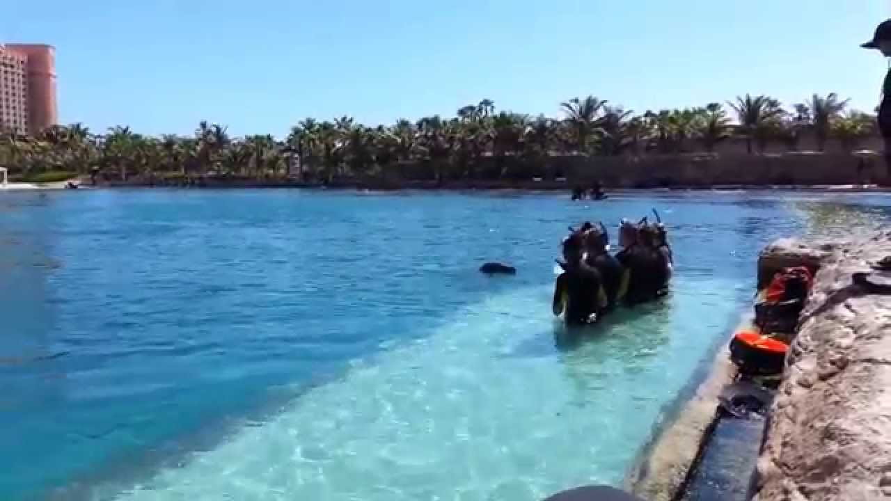 Dolphin Cay at Atlantis, Bahamas 2013 - YouTube