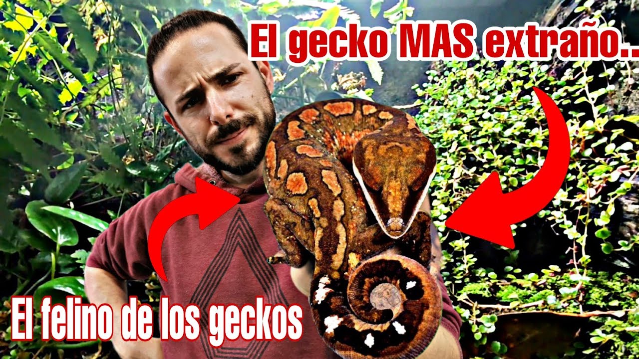 El GECKO mas increible! el GECKO GATO! El felino de los geckos... Os ...