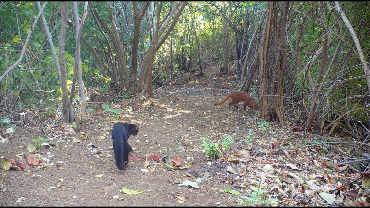 Wildlife of Costa Rica - Guanacaste Wildlife Monitoring - YouTube