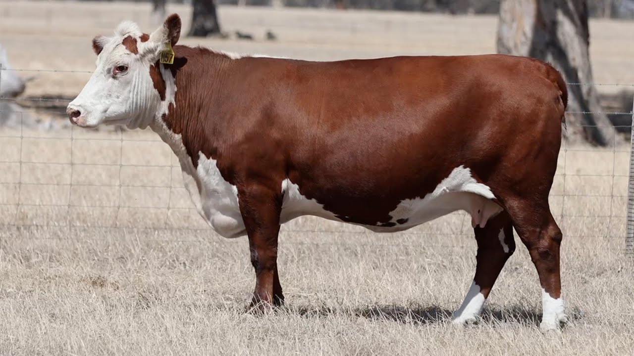 Lot 65 DAYM057 Days Whiteface Mature Cow Dispersal 2025 - YouTube