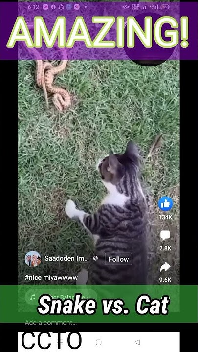 AMAZING ANIMAL | SNAKE vs. CAT FIGHTING 2022 - YouTube