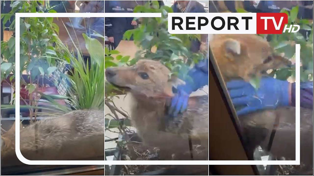 Një çakall në mes të Tiranës, momenti kur kapet, tenton të kafshojë ...