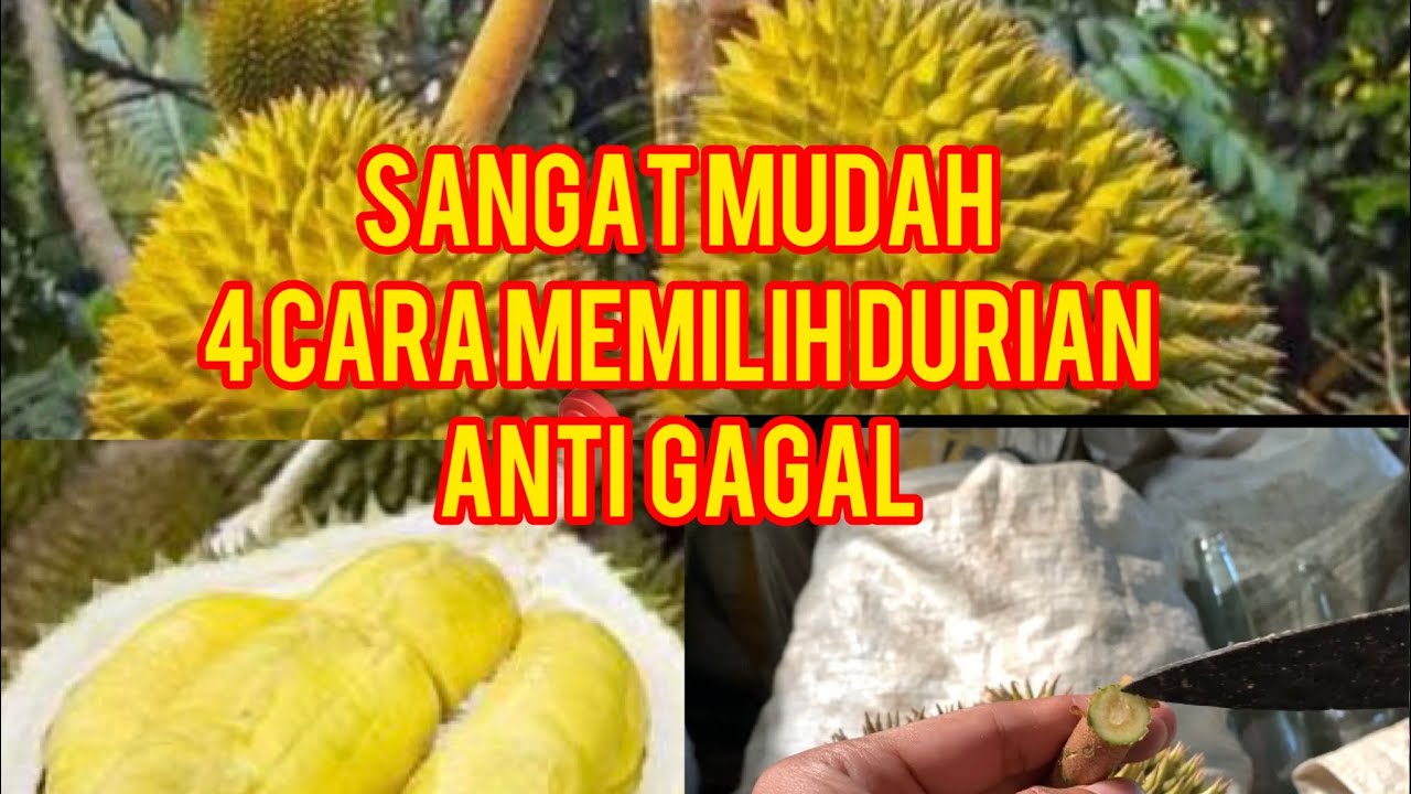 Trik baru ...! Cara memilih durian yang kuning tebal dan manis legit ...