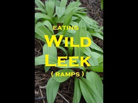Eating Wild Leek ( Ramps ) Bushcraft Wild Edibles - YouTube