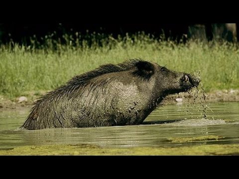 Big 300 pound Wild Boar at Apoxee in West Palm Beach Florida - YouTube
