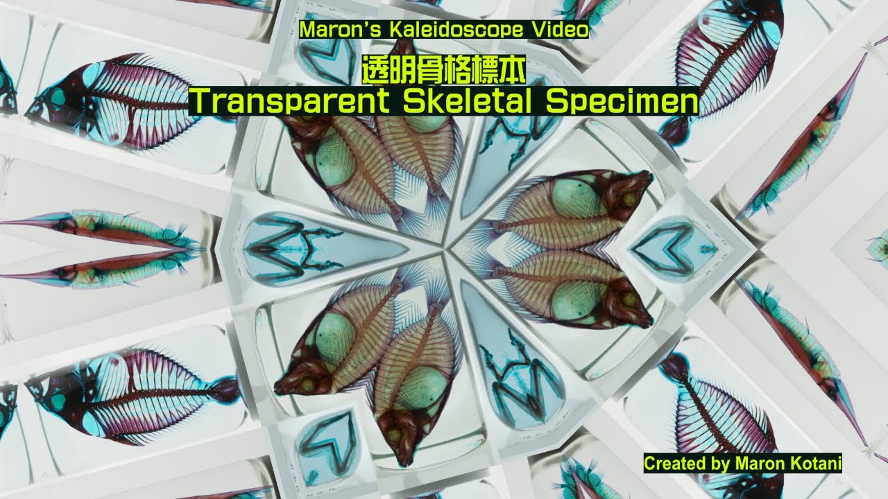 Maron's Kaleidoscope Video_透明骨格標本 Transparent Skeletal Specimen - YouTube