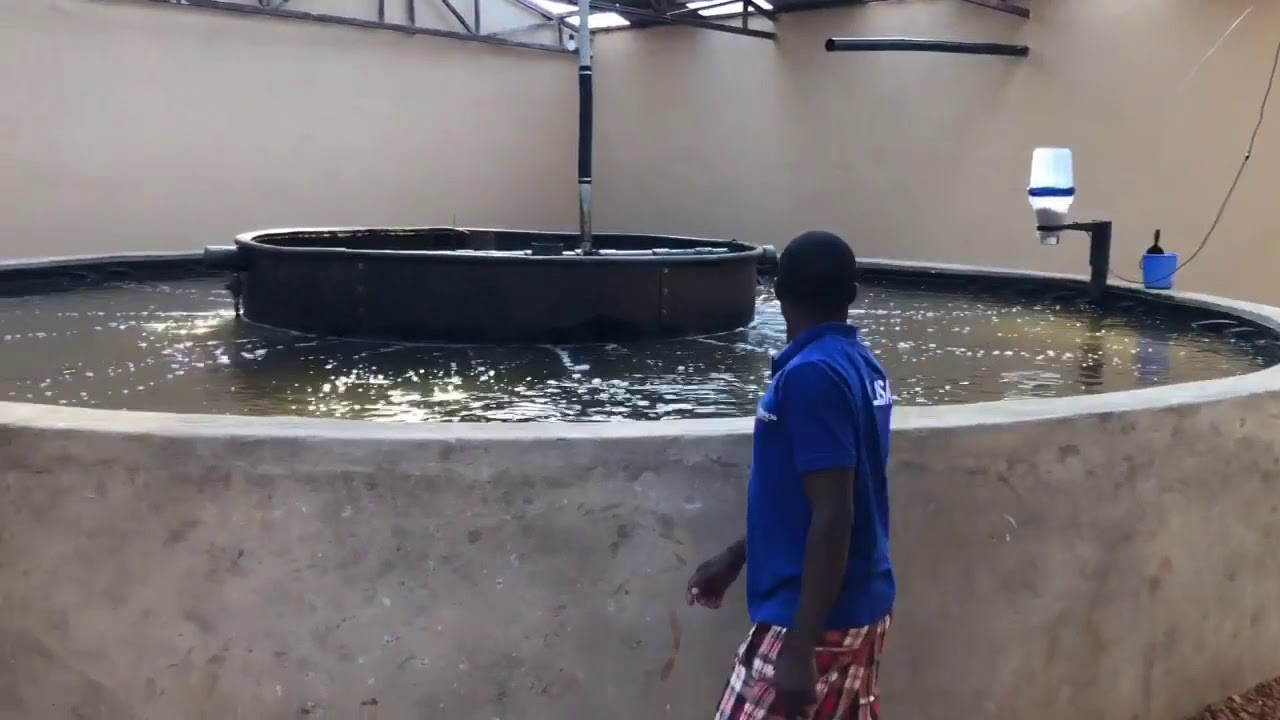 FisHub RAS fish farm, Rwanda - YouTube