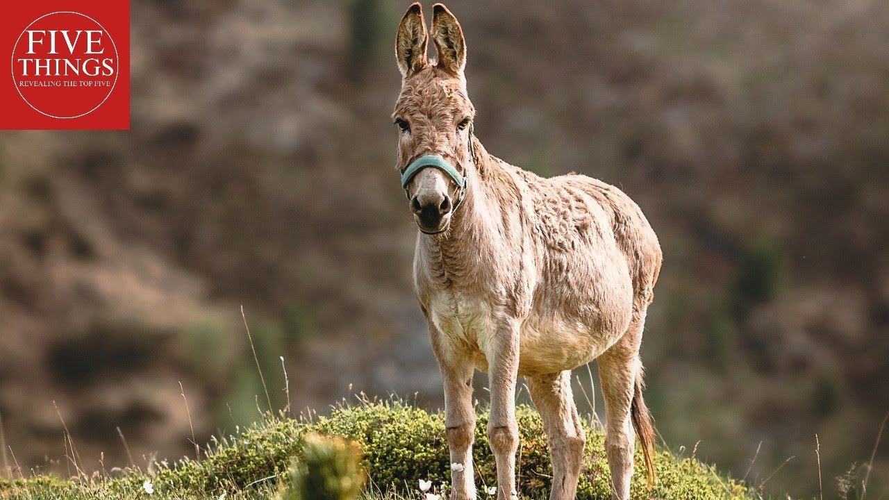 The Charm Of Donkeys: Top 5 Fascinating Facts! - YouTube