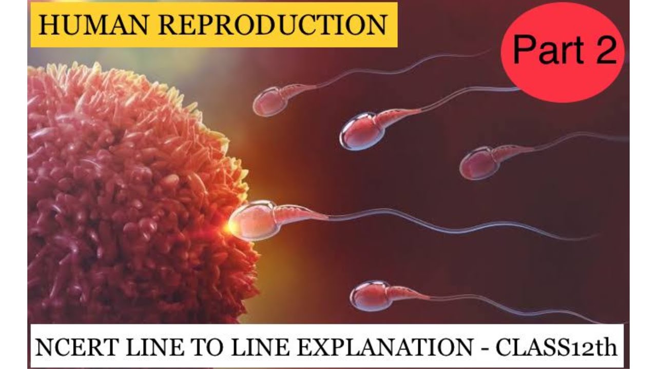 Biology - Line To Line Explanation of NCERT | Human Reproduction | Part ...