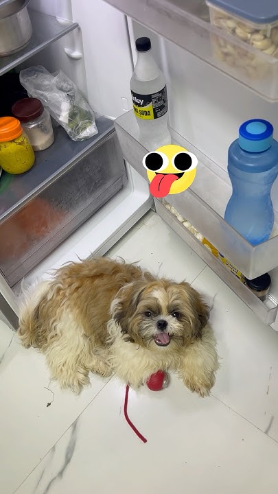 Cute Shih Tzu Puppy Playing | Adorable Shih Tzu Dog Videos 2025 🐶💖 #folksong #viralvideo #pets ...