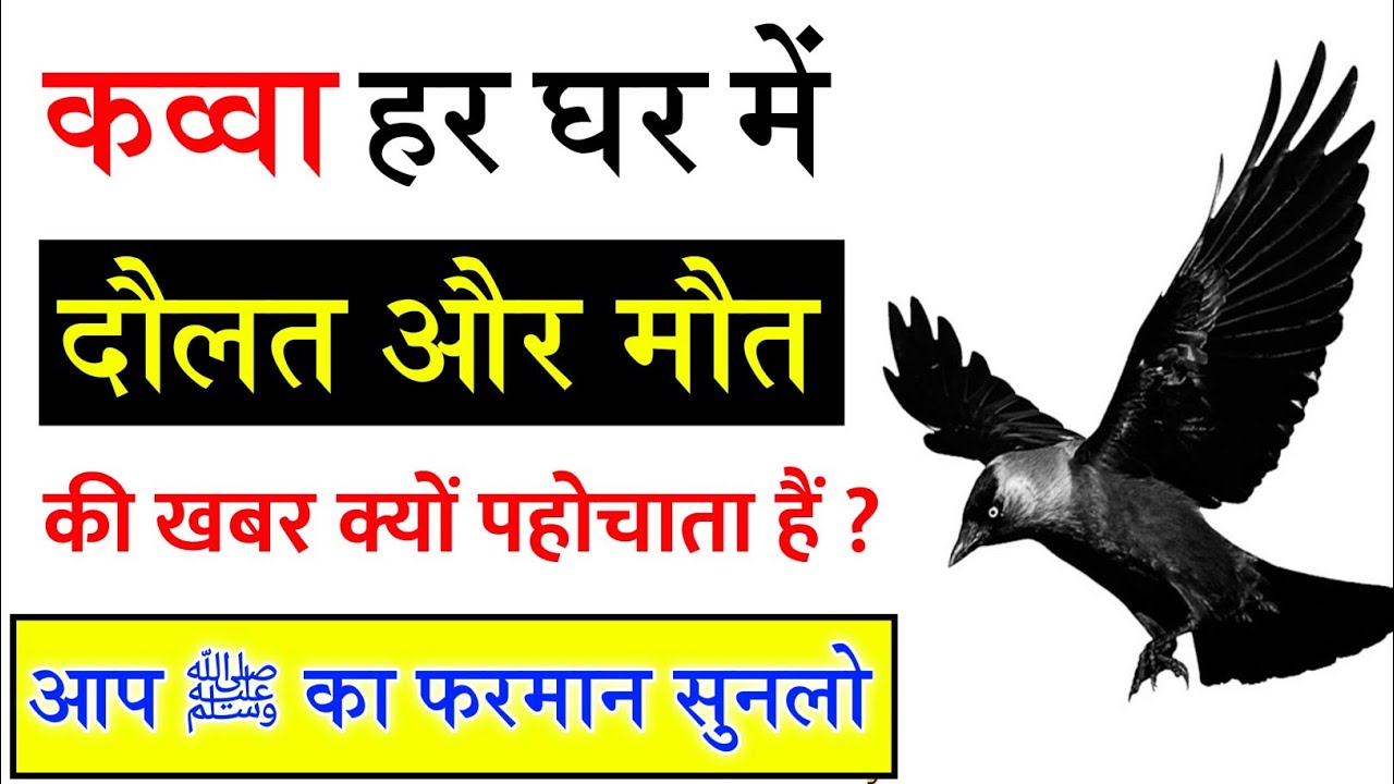 कव्वे का ज़िक्र अल्लाह ने कुरान में क्यों किया हैं ? Crow In Islam ...