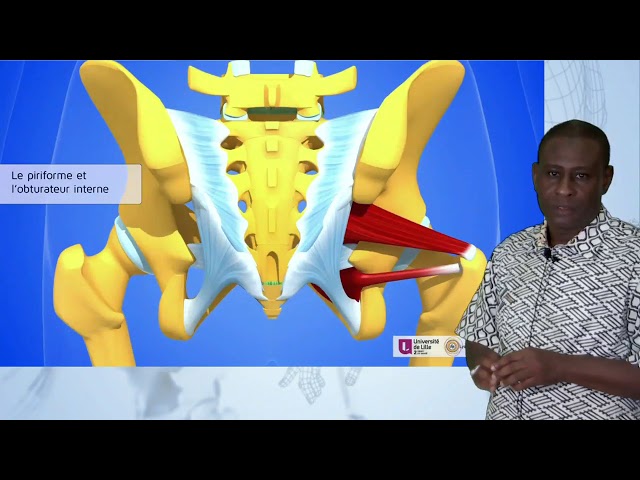 Muscle Obturateur Interne