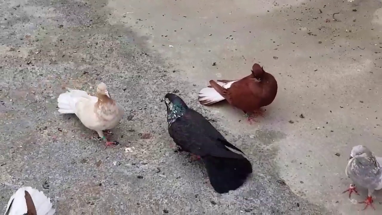 Beautiful Donek Pigeon 2019 - Dönek Güvercin - YouTube