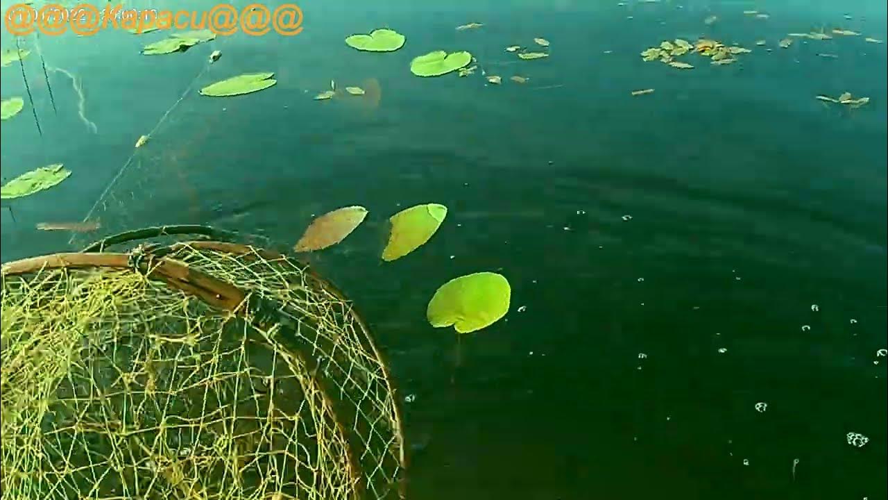 Золотые караси. - YouTube