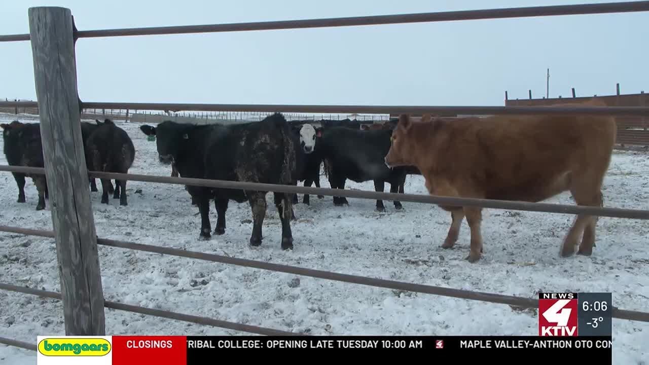 Too cold for cattle? How farmers with livestock are handling the cold ...