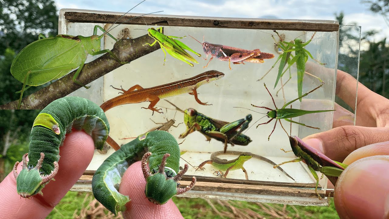The Hidden World of Poisonous Caterpillars!! Dragon caterpillar ...