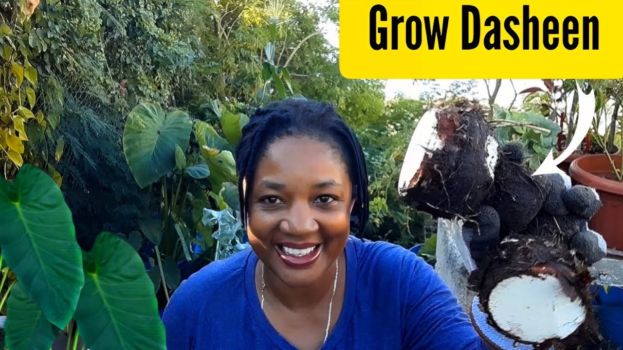 Grow Dasheen Easy! In Containers! How to Grow Dasheen At Home In ...