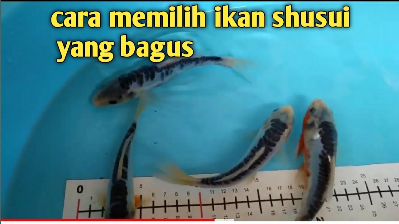 cara memilih ikan koi shusui yang bagus - YouTube