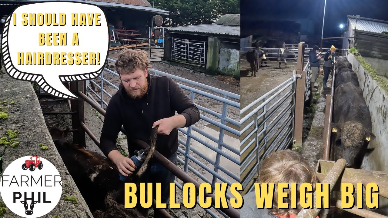 BEST BULLOCKS YET?! | WEIGHING, DOSING & CLIPPING CATTLE - YouTube