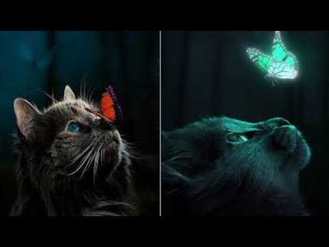 cute cat. cute biral. Animal lavar.#viral video - YouTube