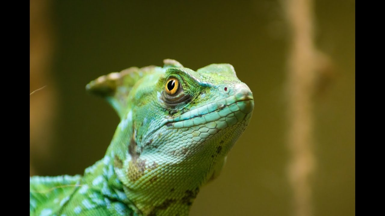 Lizards in the Wildlife (Big Lizard named in the Caribbean Chipojo ...