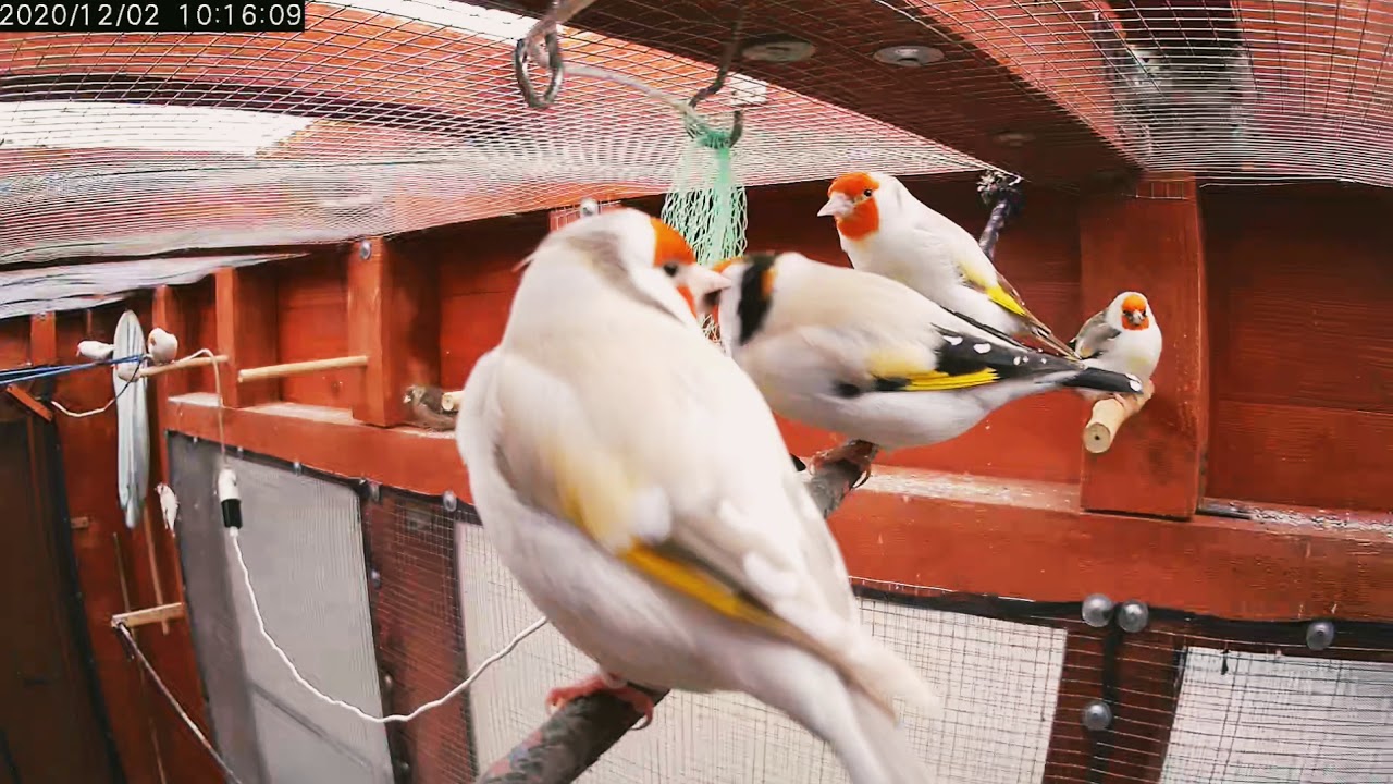 Szczygły syberyjskie Carduelis Carduelis major - YouTube