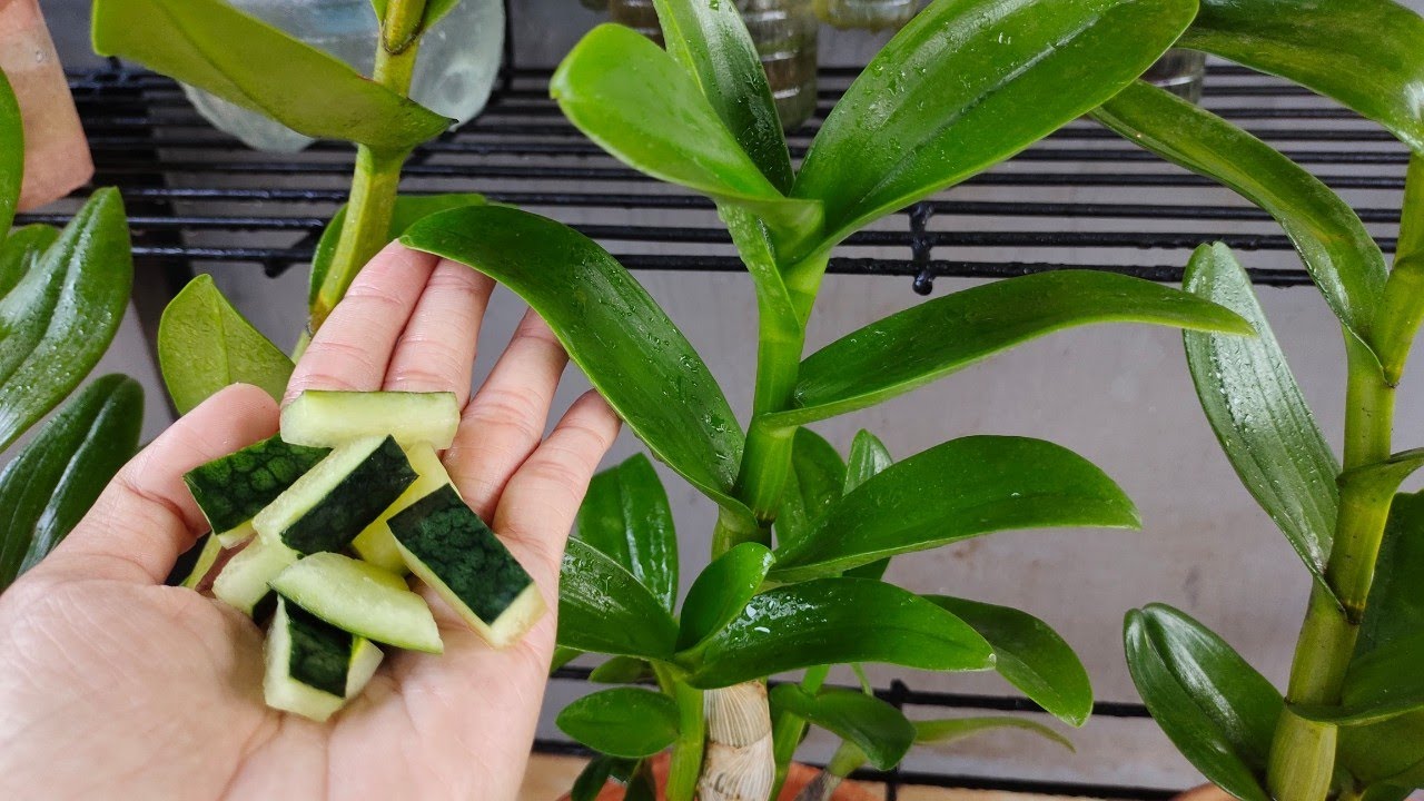 CARA EFEKTIF MERAWAT DAN MENJAGA WARNA HIJAU DAUN ANGGREK DAN ...