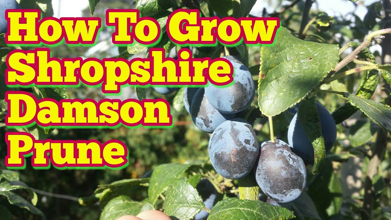 Complete Guide: How To Grow Shropshire Damson; From Garden to Plate ...