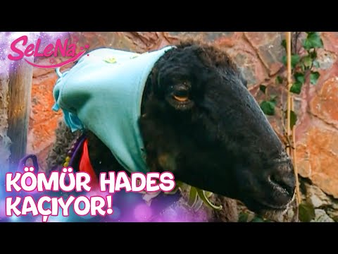 Yeni dostumuz kömür Hades - Selena 17. Bölüm