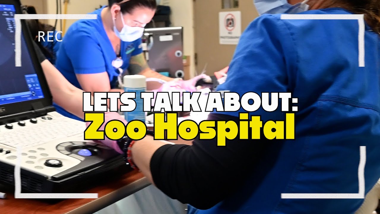 Let's Talk About - Zoo Hospital - YouTube
