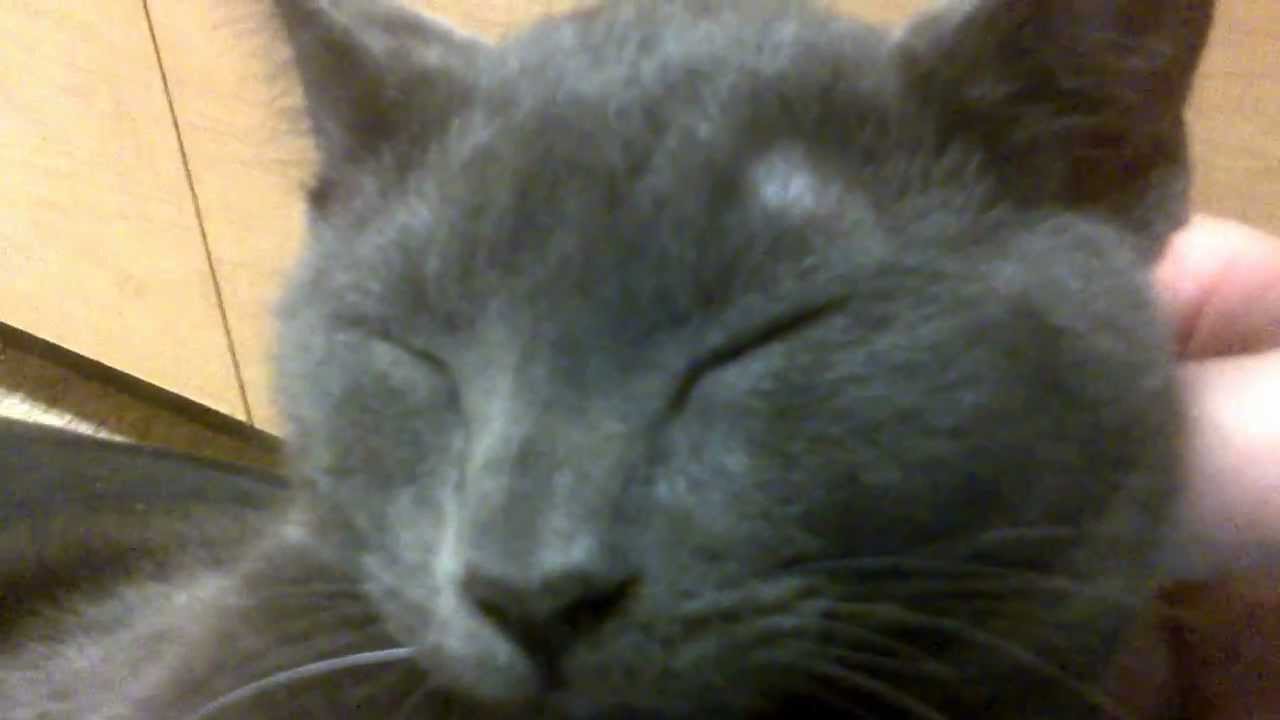 Happy Purring Kitten - YouTube