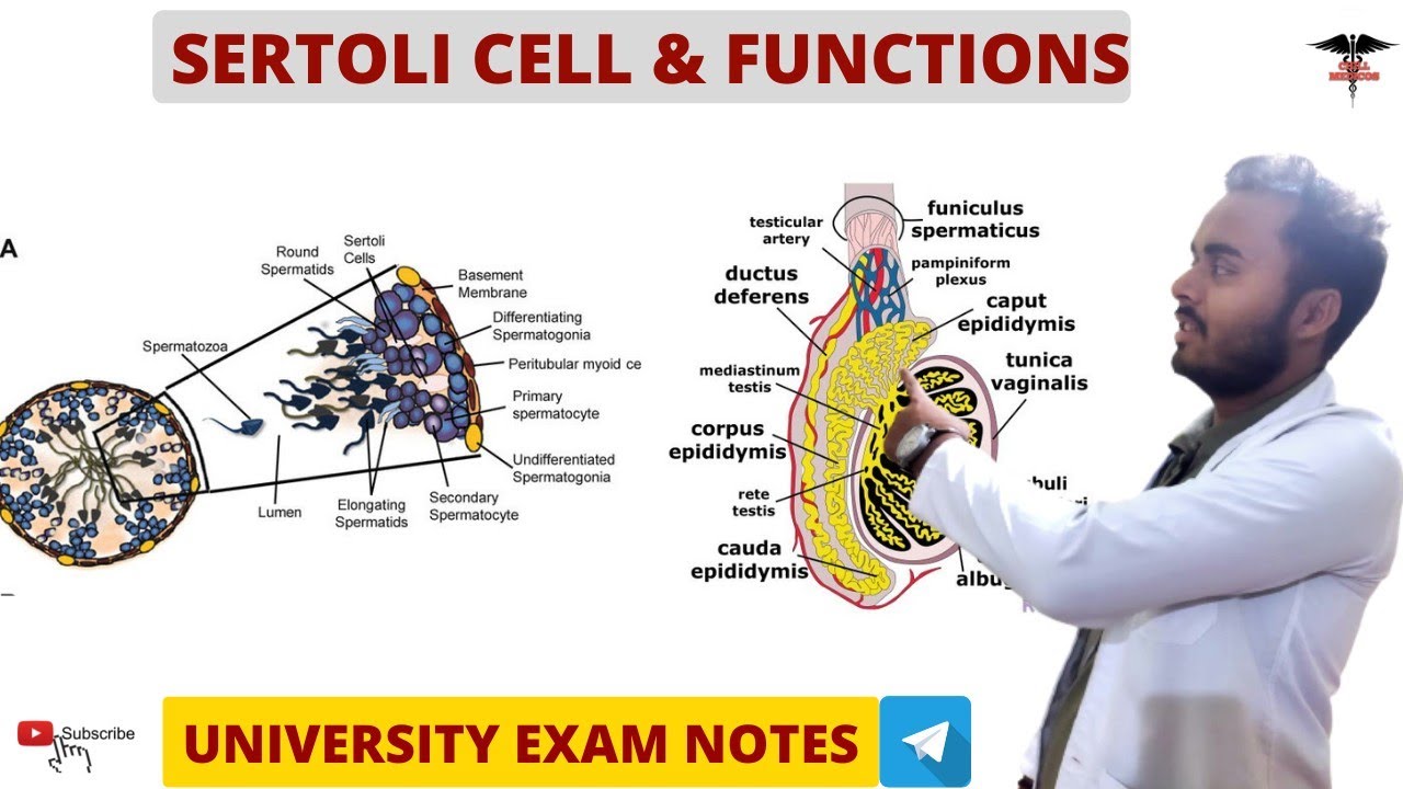 Sertoli Cell || Functions Of Sertoli Cell || MBBS , BDS , BMLT , DMLT ...