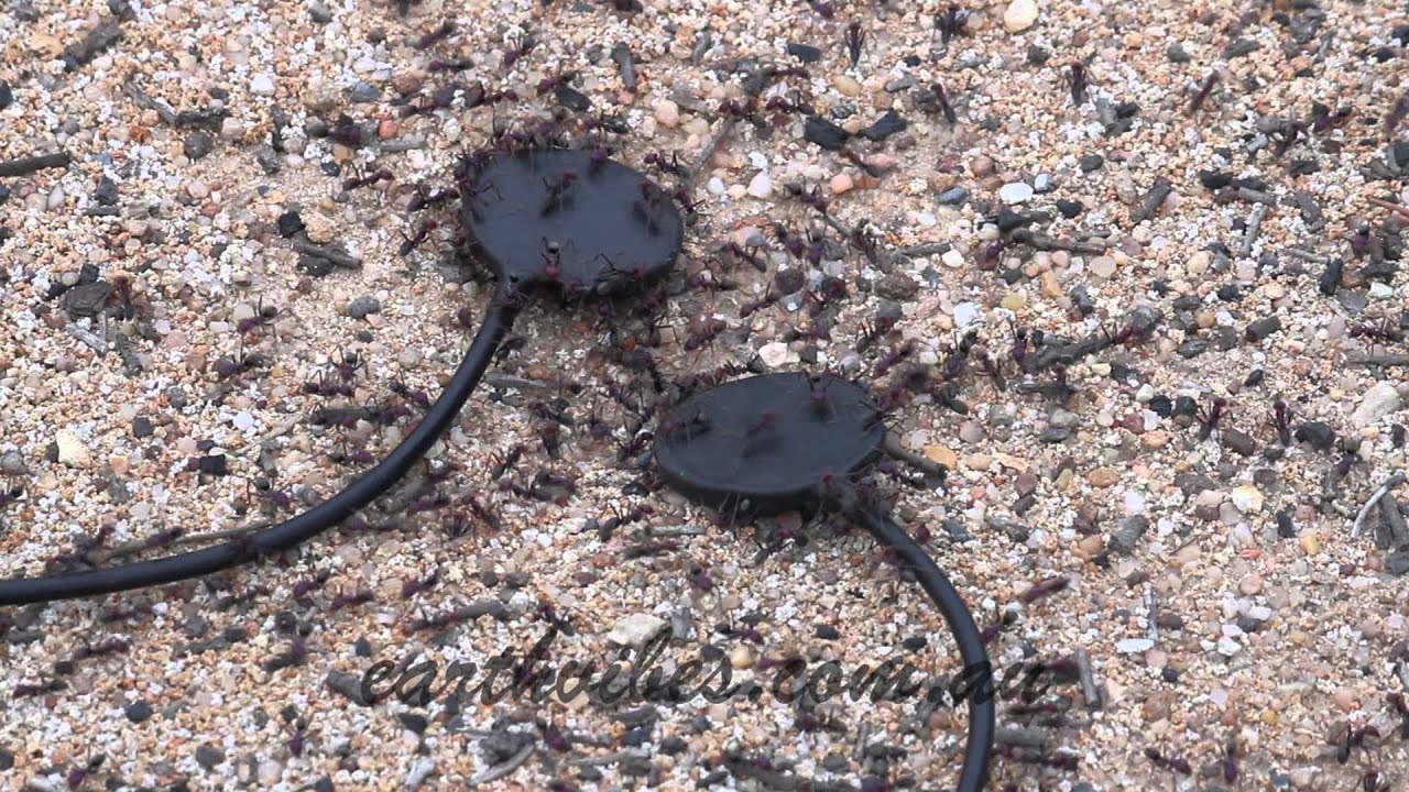 The Sound of Ants - YouTube