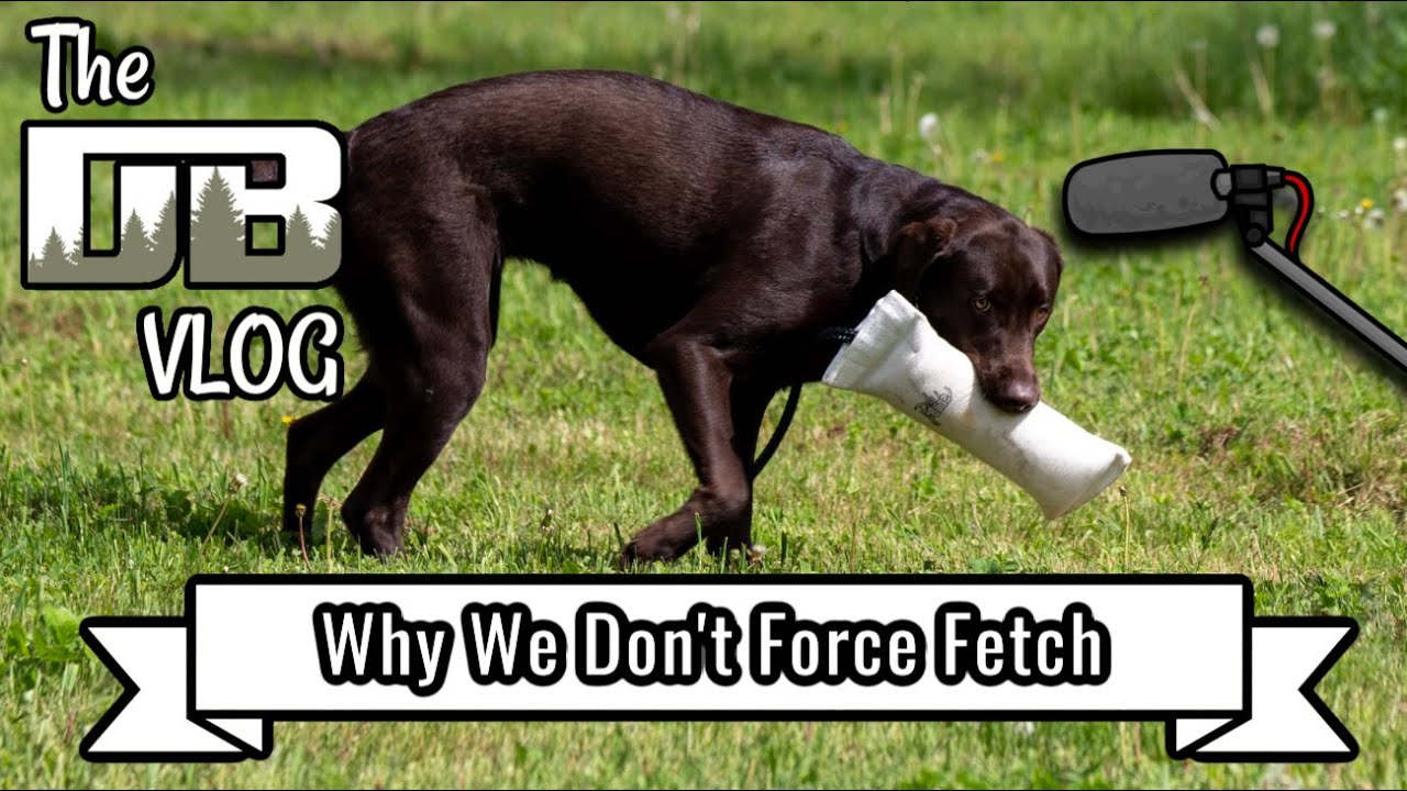 Why We Don't Force Fetch and the Dangers of Hunting Your Dog Too Early ...