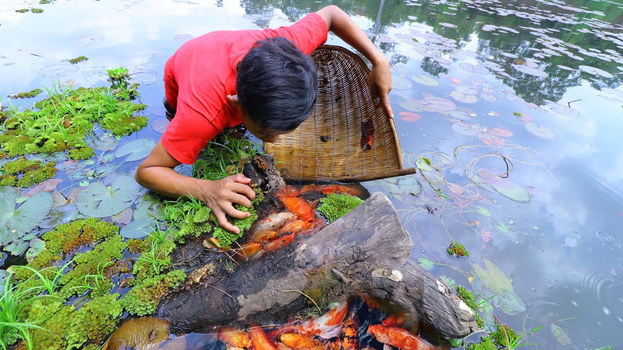 Top Video_Amazing Fishing Koi in Lake By Fisherman Skill_Gold Betta ...