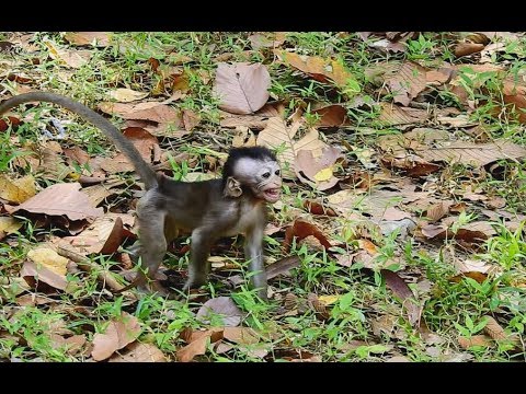 The Best Video! Brave baby monkey protect father from King monkey ...