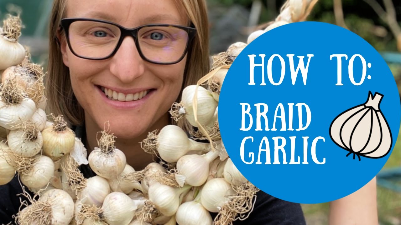 Braiding Garlic: how to braid your garlic harvest for storage! TUTORIAL ...
