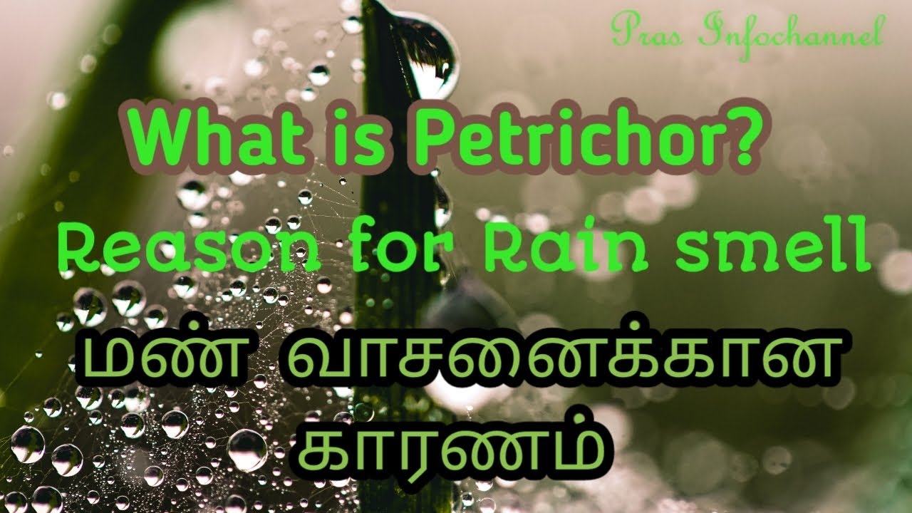 Science facts behind petrichor/ Reason for Rainsmell /மண் வாசனைக்கான ...