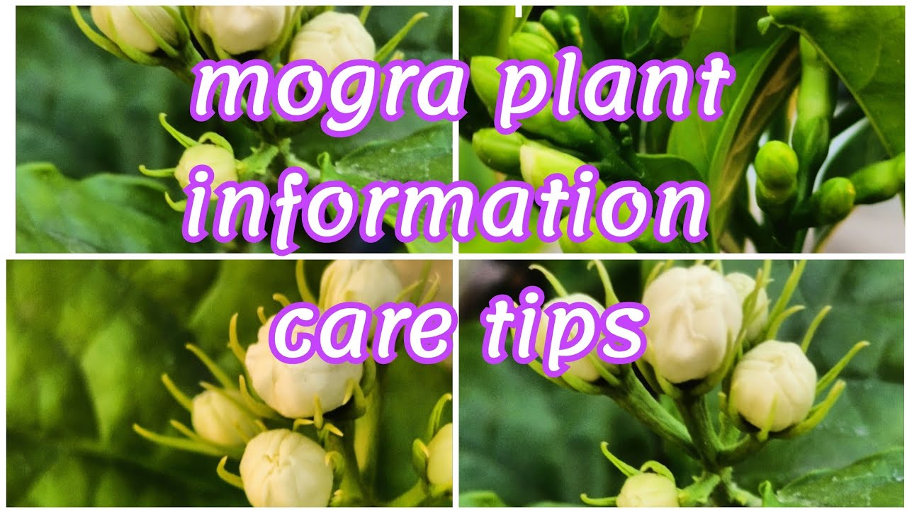 Mogra plant information //care tips - YouTube