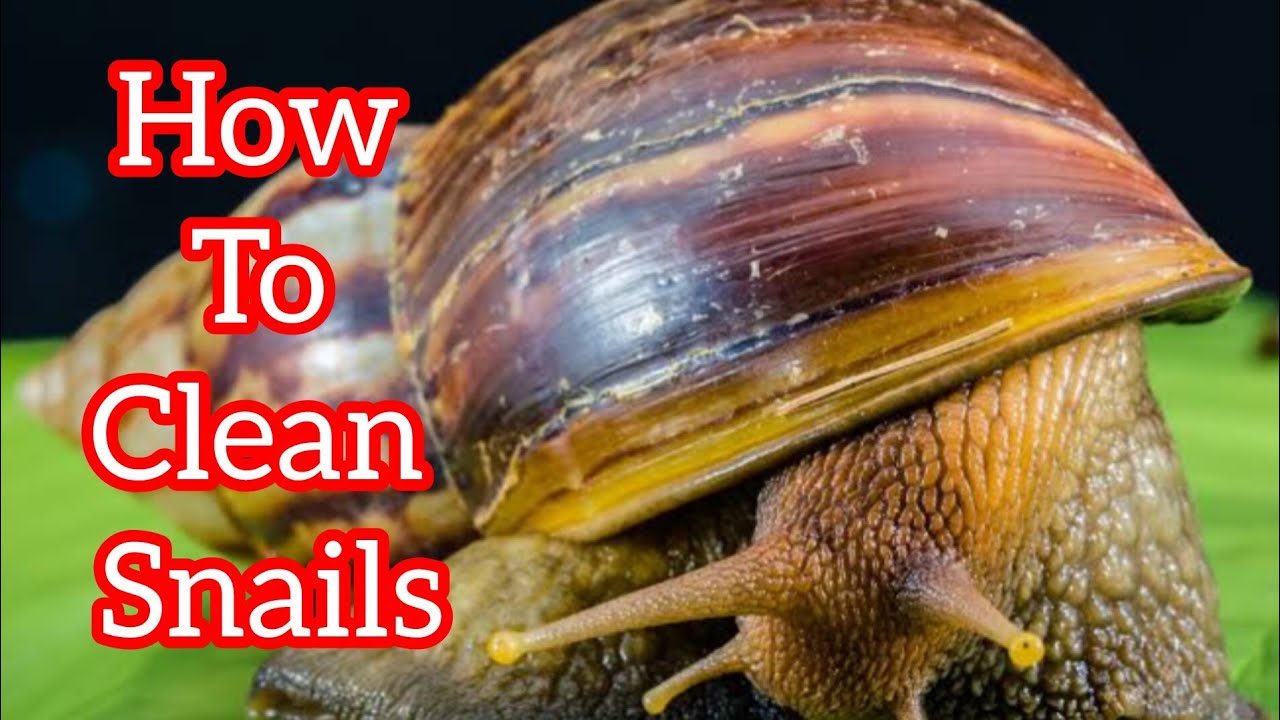 Authentic Method of Cleaning Snail // How To Clean Snails With Salt ...
