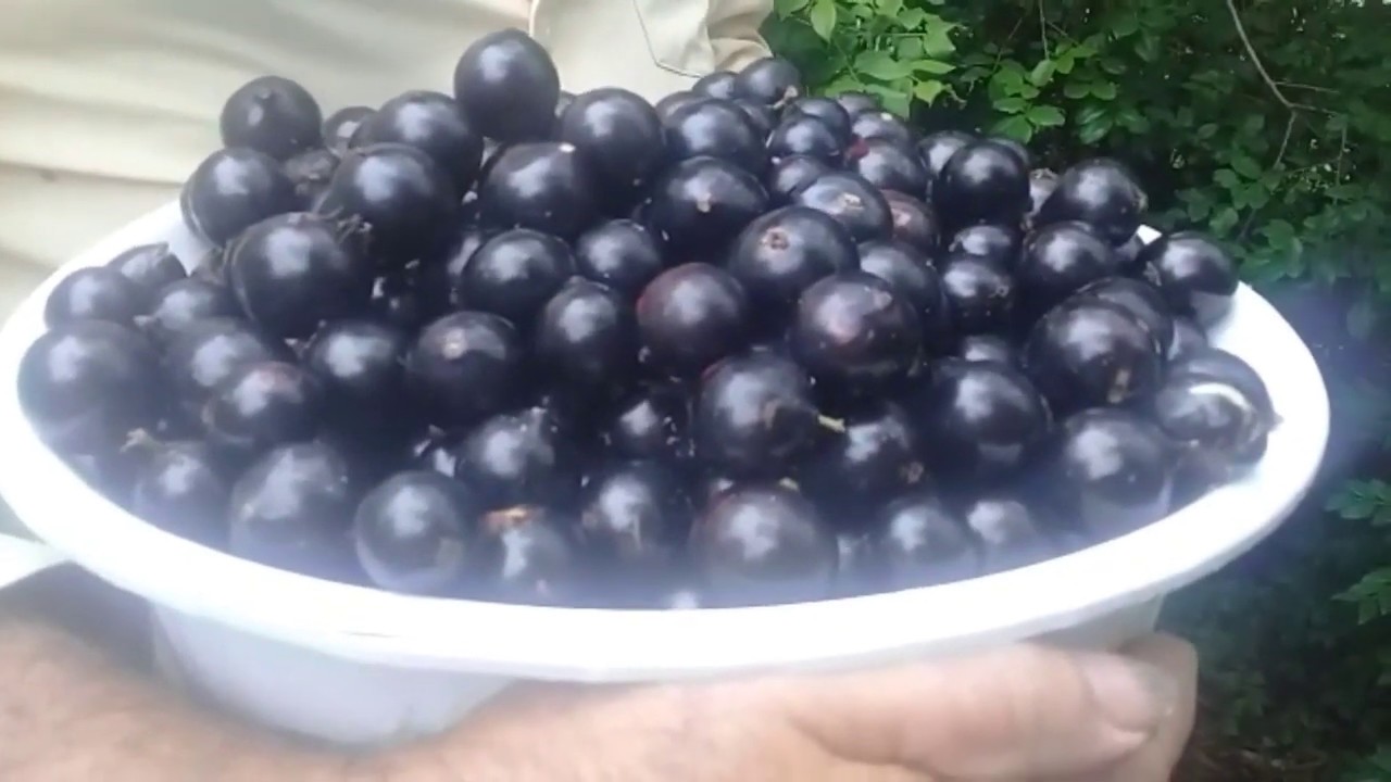 LICOR DE JABUTICABA COMO FAZER - YouTube