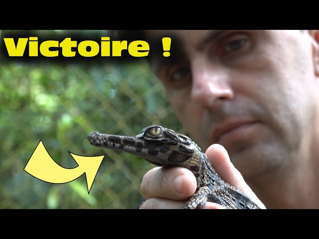 Kalaweit - Pour la sauvegarde de la biodiversité en Indonésie