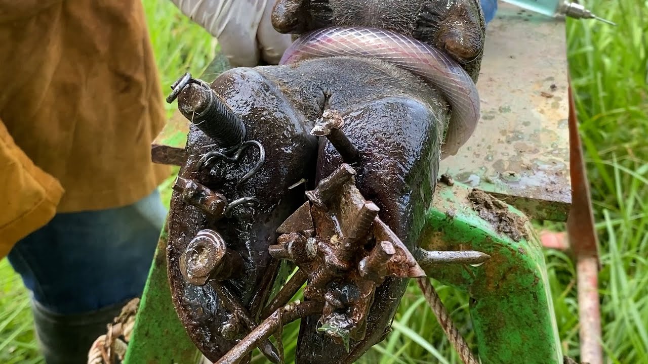 Cleaning the cow's feet and removing the iron. - YouTube