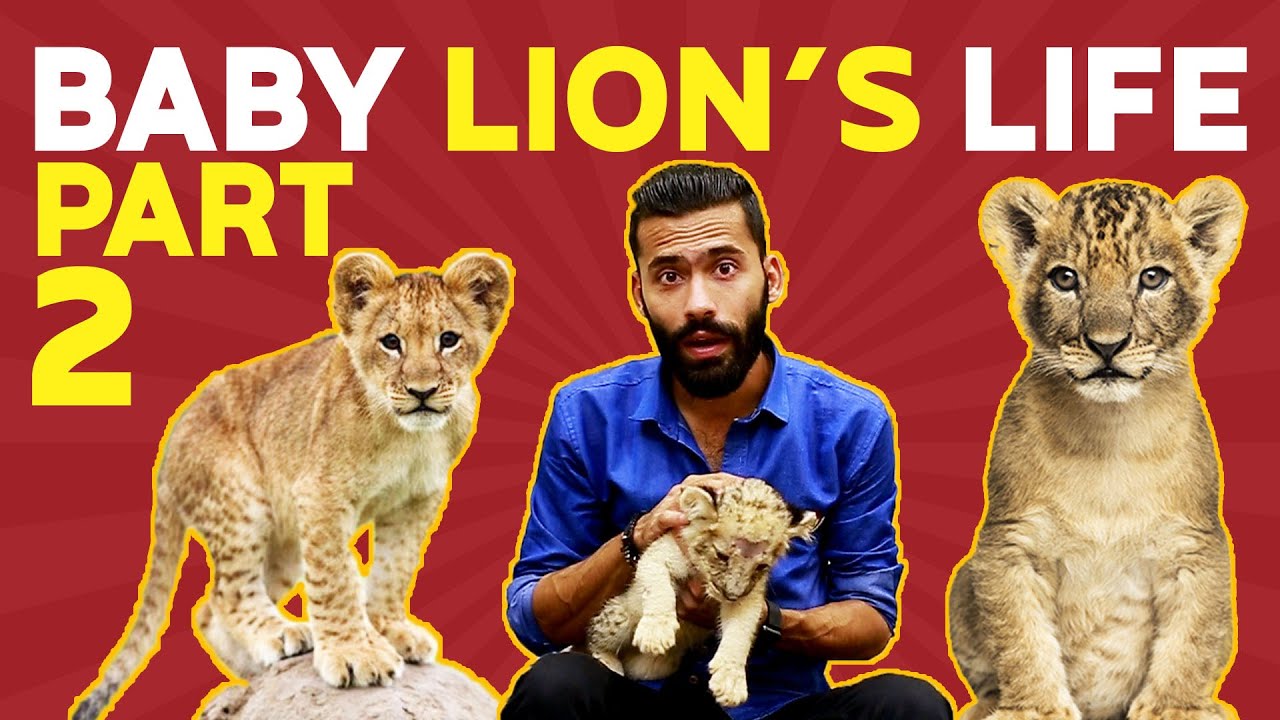Things You Should Know Before Raising a CUB | Animal World With Aun ...