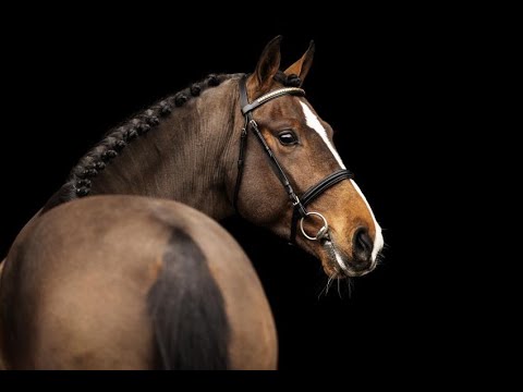 VALENTINO BOY, 2018 Stallion. Approved BWP, SWB - YouTube